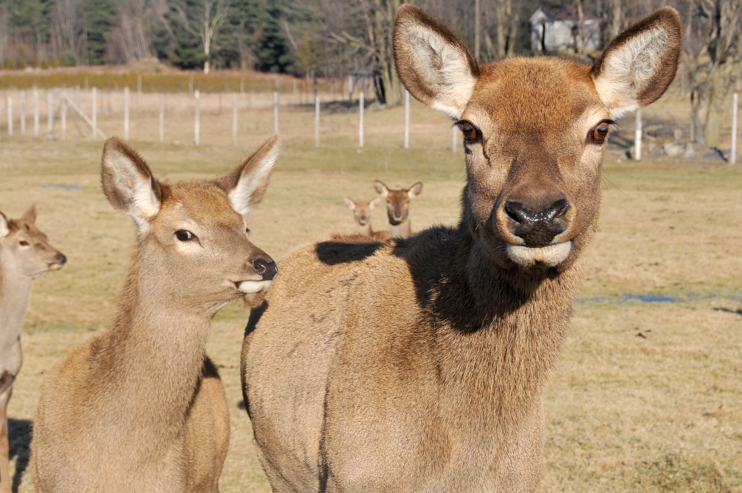 Prime Deer – Prime Deer